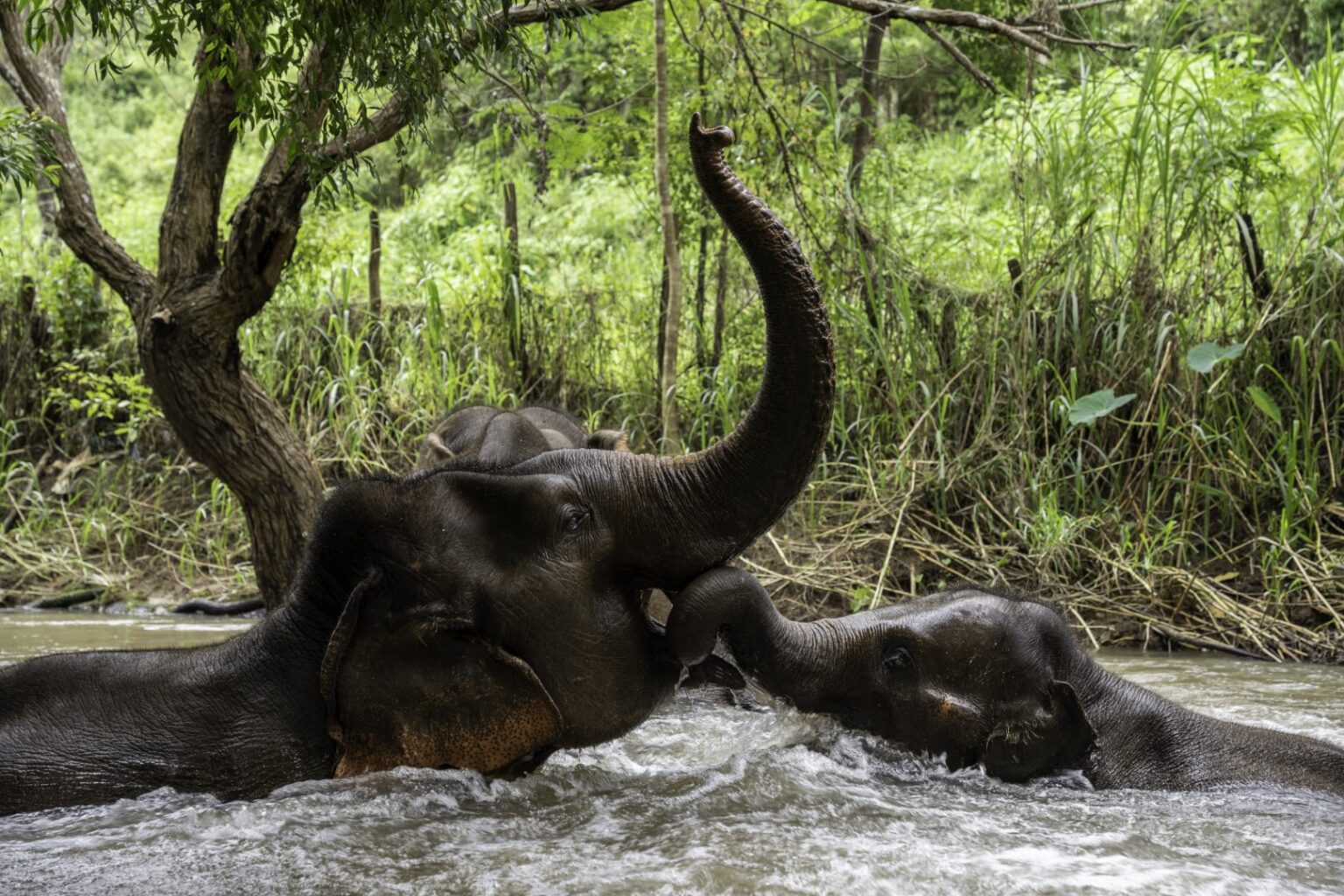 Elephant Dream Project – Join us at the most echical elephant sanctury ...